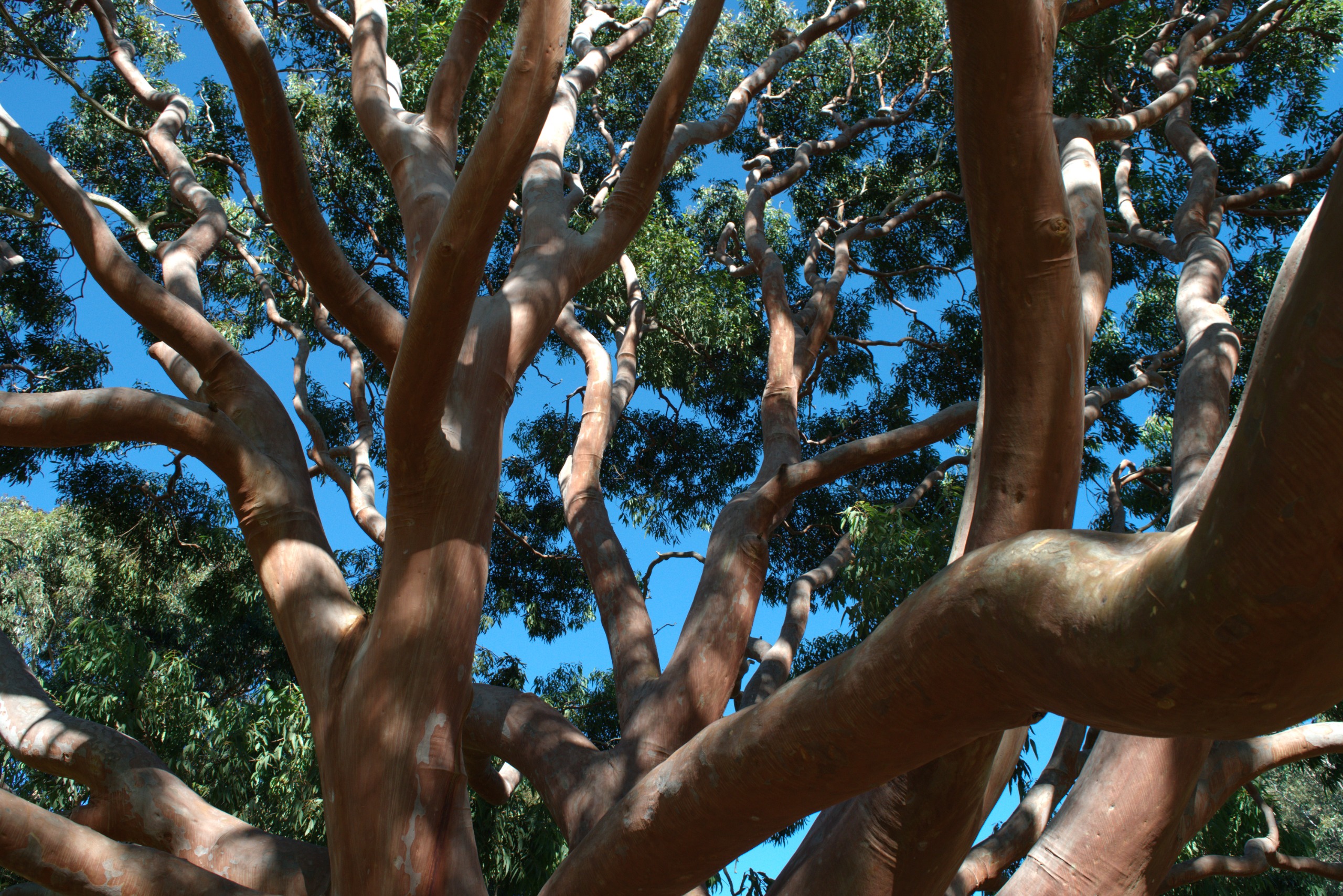 Tree planting | Tree Management Policy | Shape Monash